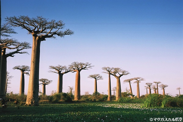 %e3%83%90%e3%82%aa%e3%83%90%e3%83%96%e3%81%ae%e4%b8%a6%e6%9c%a8%e9%81 ...